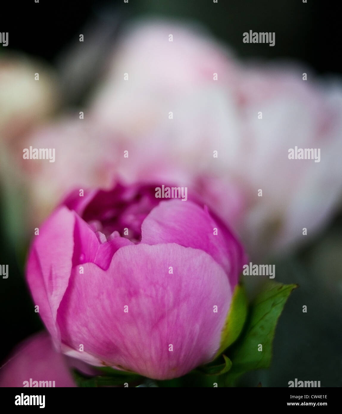 Peony rose hi-res stock photography and images - Alamy