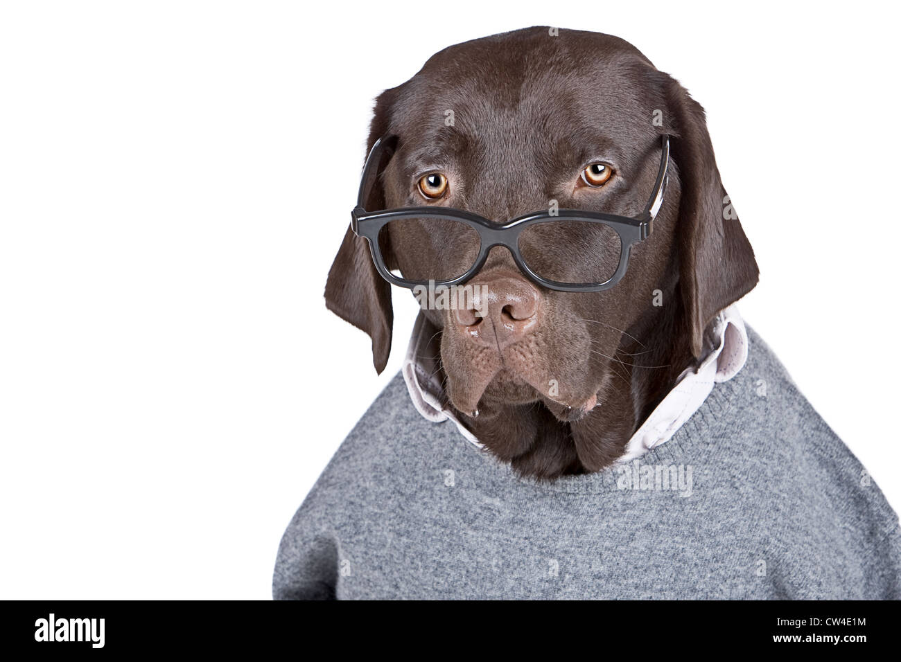 The clever dog lab hi-res stock photography and images - Alamy