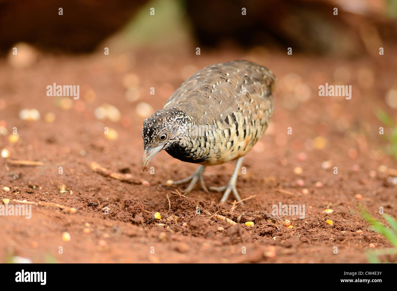 beautiful female barred buttonquail (Turnix suscitator) feeding on ...