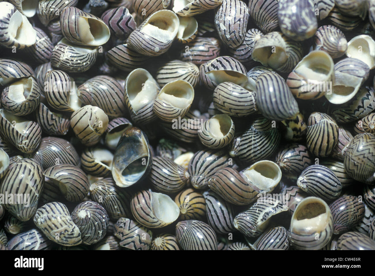 Pile of Snail Shells, Ft. Myers, Florida Stock Photo - Alamy