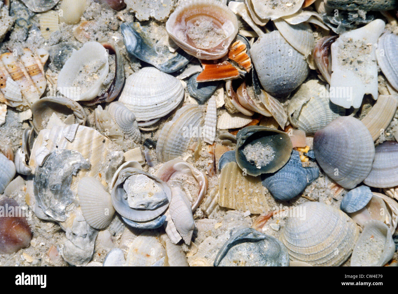 Pile of Sea Shells In The Sand, California Stock Photo - Alamy