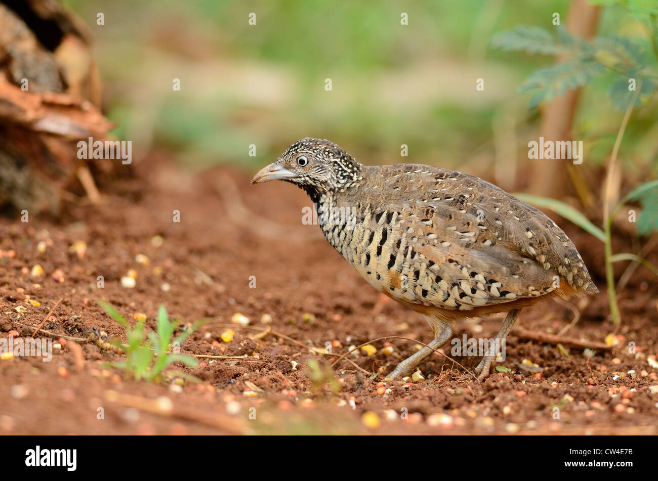 beautiful female barred buttonquail (Turnix suscitator) feeding on ground Stock Photo - Alamy