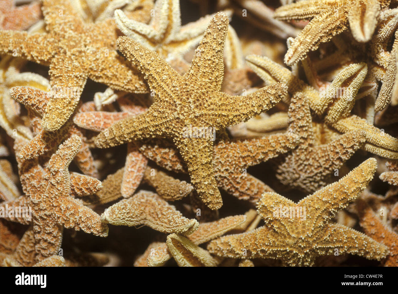 Starfish and fl hi-res stock photography and images - Alamy