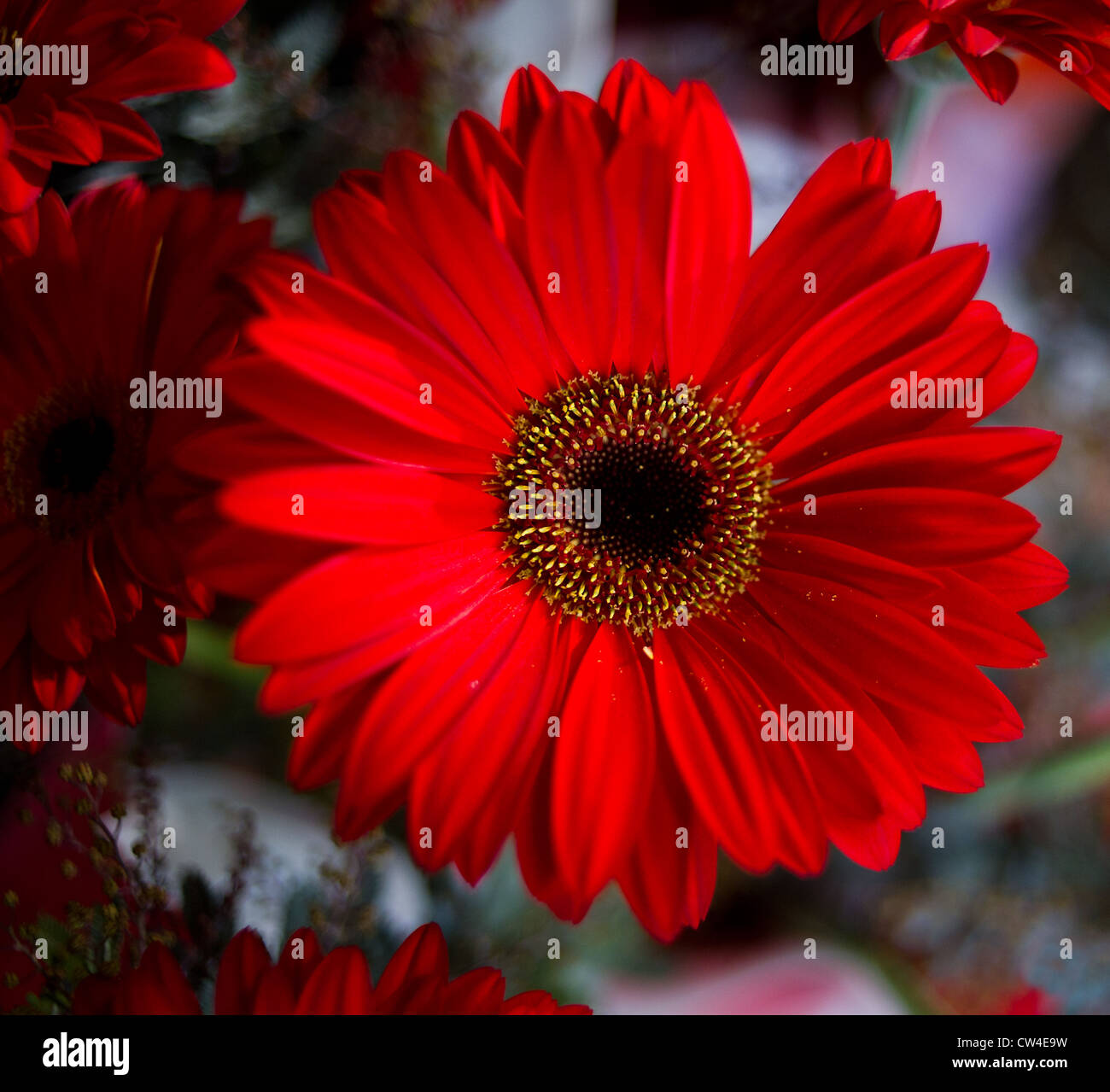 Landscape gerbera hi-res stock photography and images - Alamy