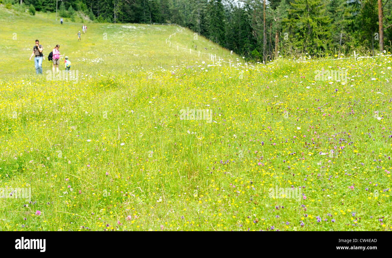 Austrian alpine wild flower meadow in the Austrian alps above Seefeld ...
