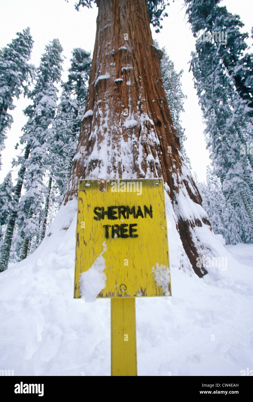 General sherman tree snow hi-res stock photography and images - Alamy