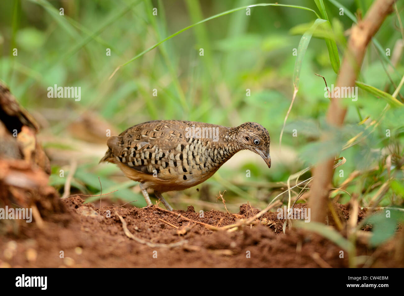 beautiful male barred buttonquail (Turnix suscitator) feeding on ground ...