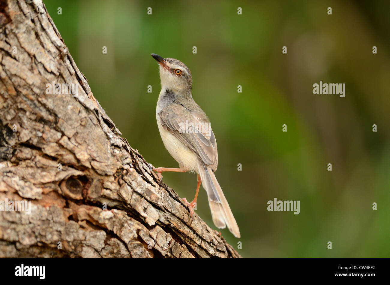 beautiful plain prina (Prina inornata) possing on log in forest of ...