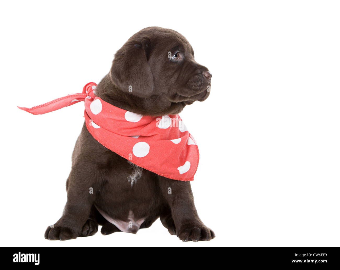 Hankerchief white background hi-res stock photography and images - Alamy