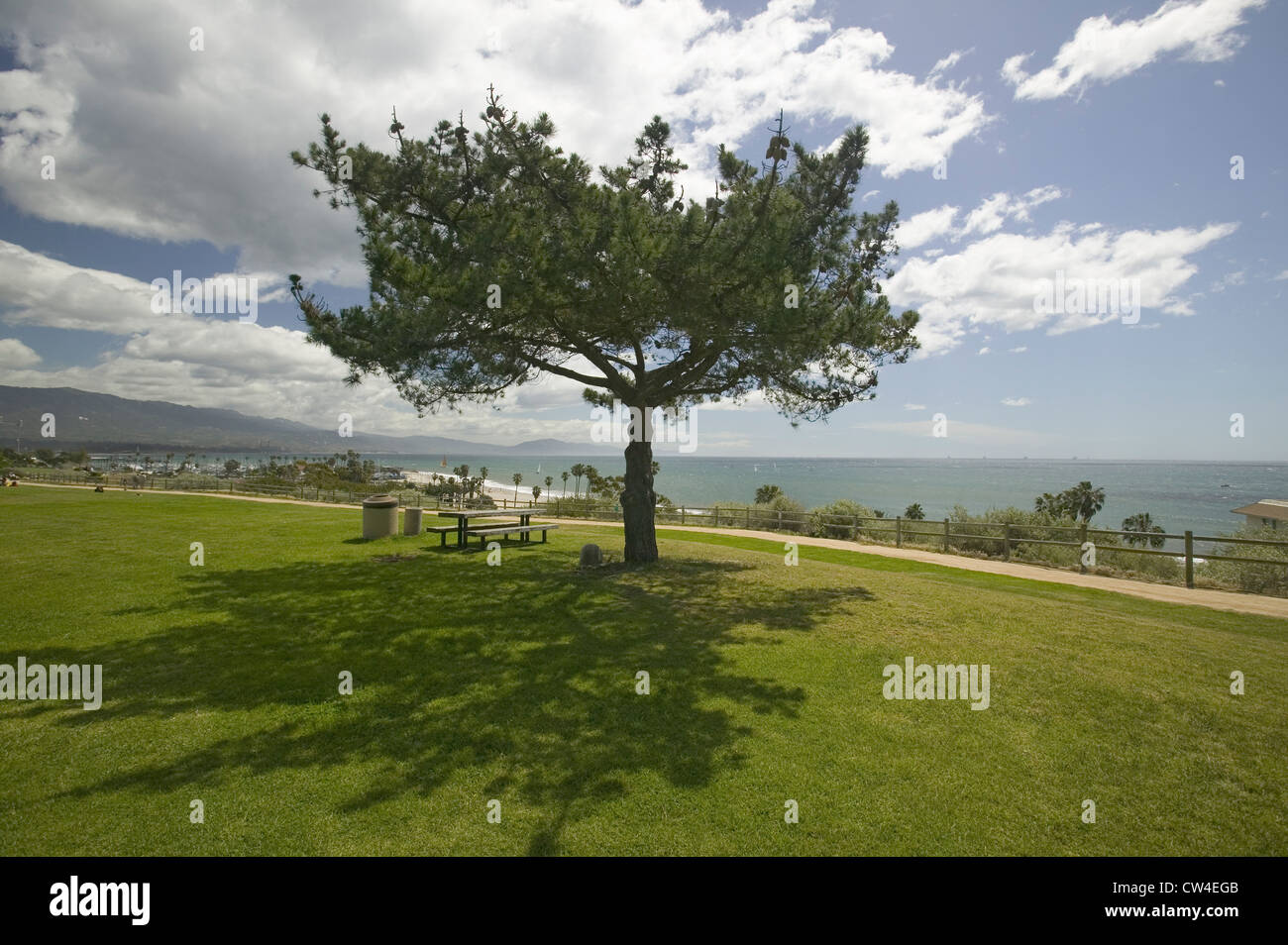 Windblown tree cypress hi-res stock photography and images - Alamy