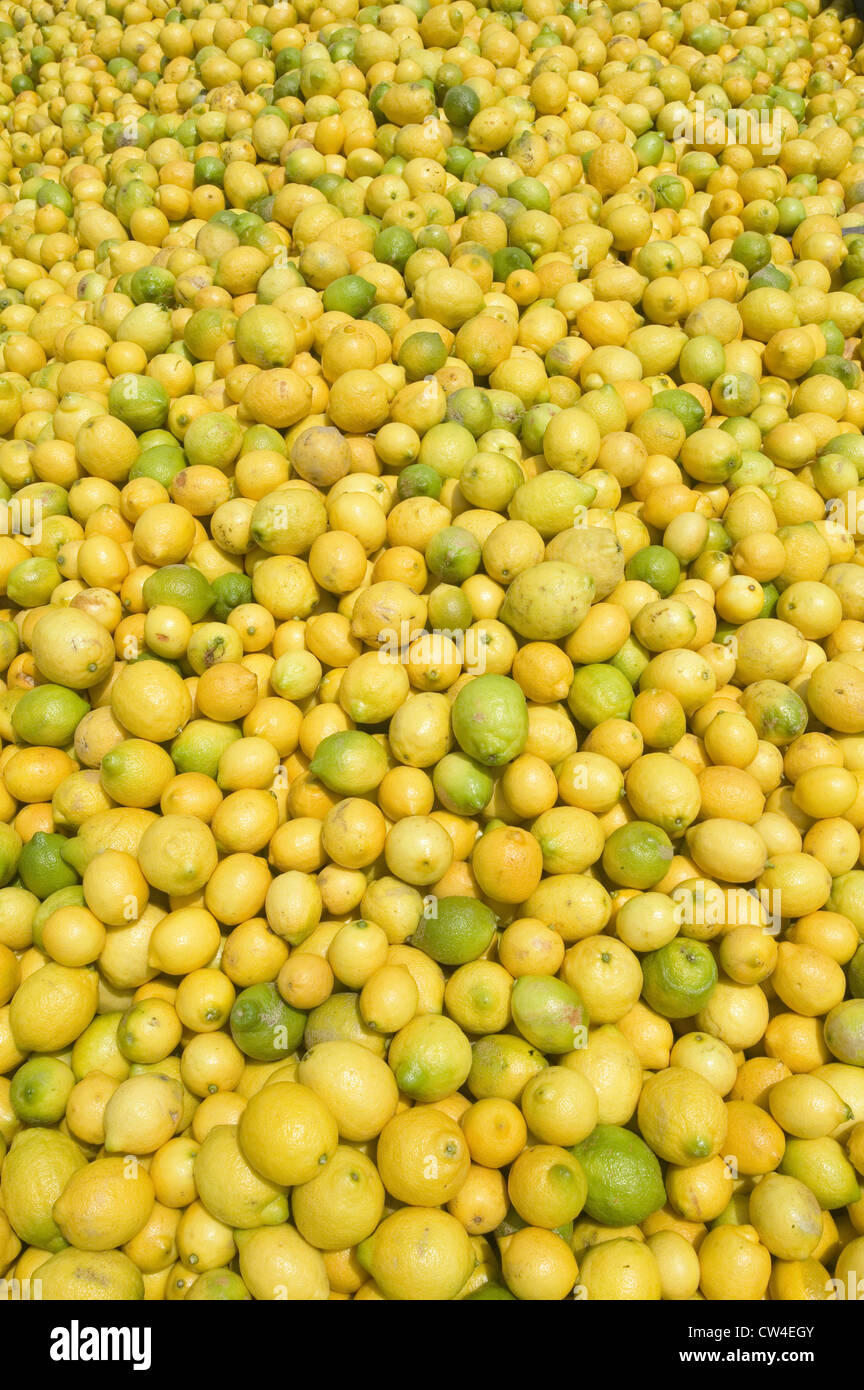 Thousands of lemons filling a truck after lemon harvest near Santa ...