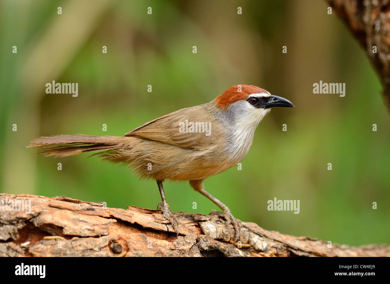 beautiful chestnut-capped babbler resting on log in forest of Thailand ...
