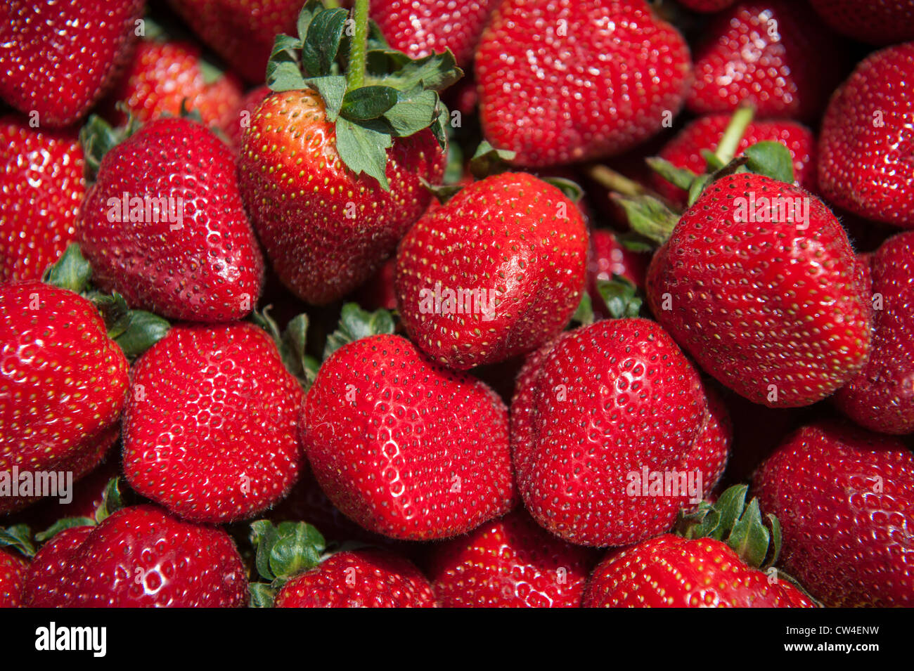 Fresh Market Strawberries Stock Photo - Alamy