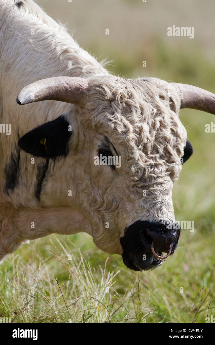 Native bull breeds hi-res stock photography and images - Alamy