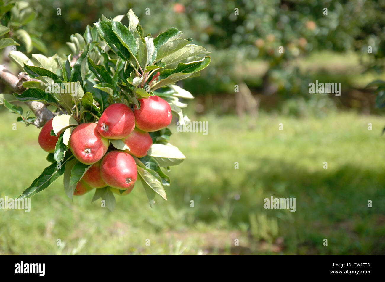 Kent apples discovery hi-res stock photography and images - Alamy