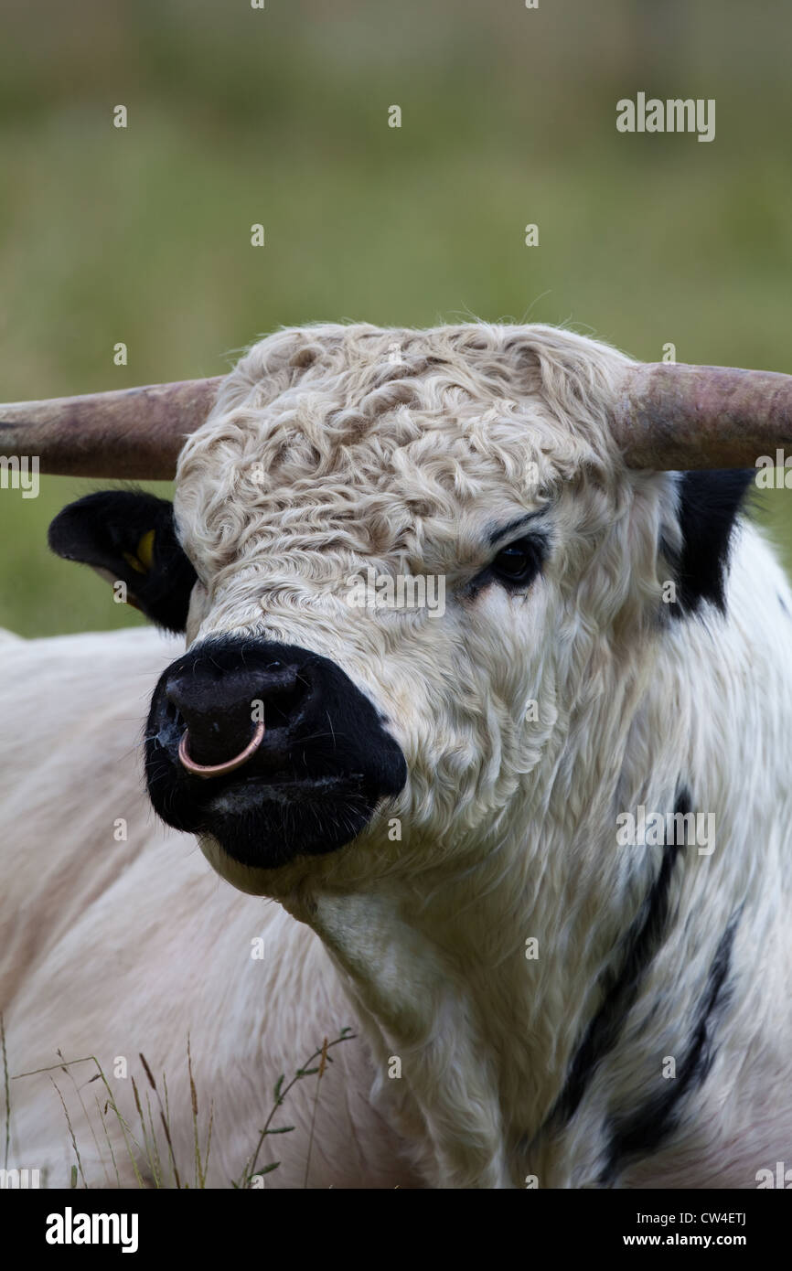 White Park Cattle (Bos taurus). Bull. Rare breed Stock Photo - Alamy