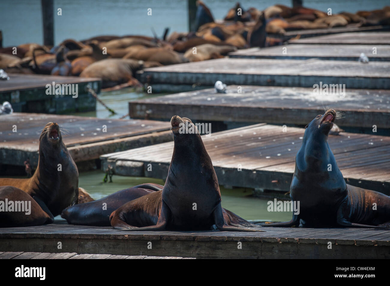 Pier 39 Seals High Resolution Stock Photography and Images - Alamy