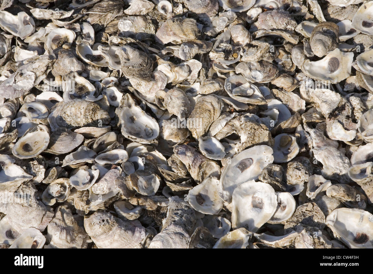 Pattern of seashells at Jamestown, Virginia Stock Photo - Alamy