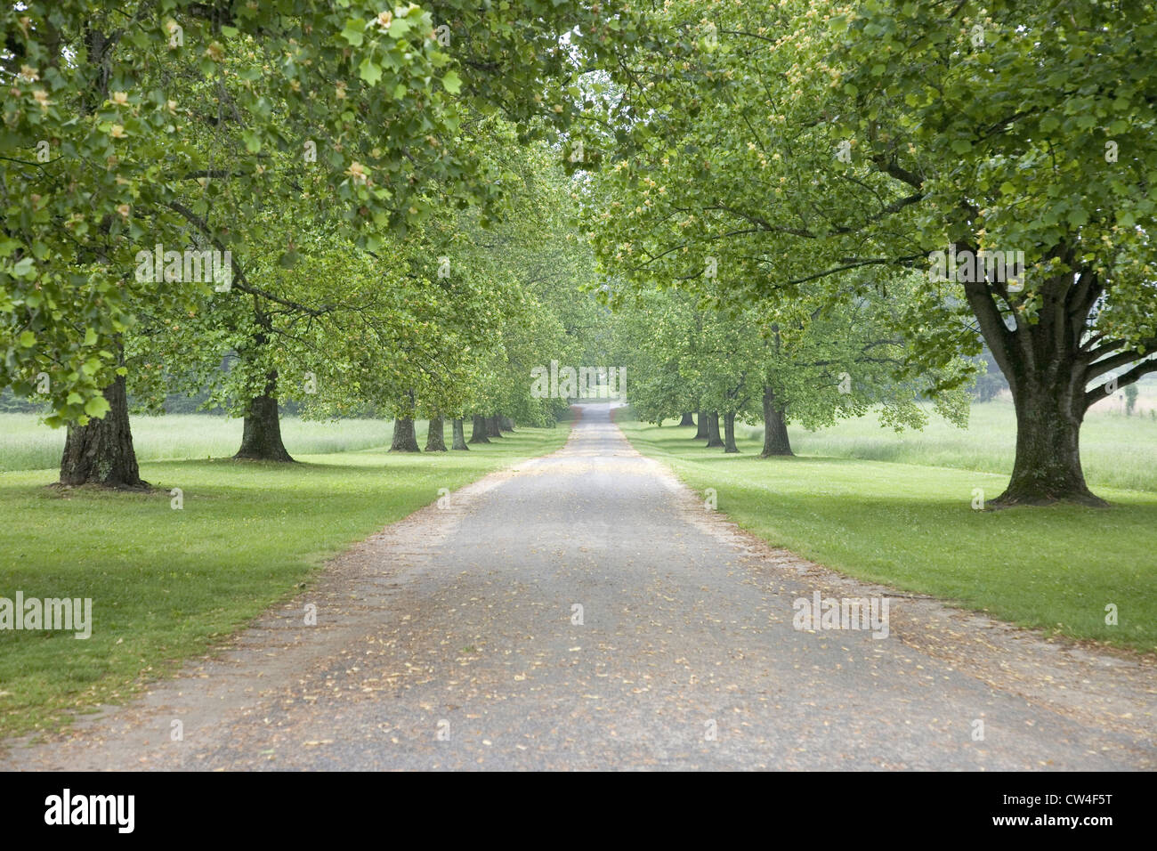 Tree lined road to Southern Plantation in Surry County Virginia Stock ...