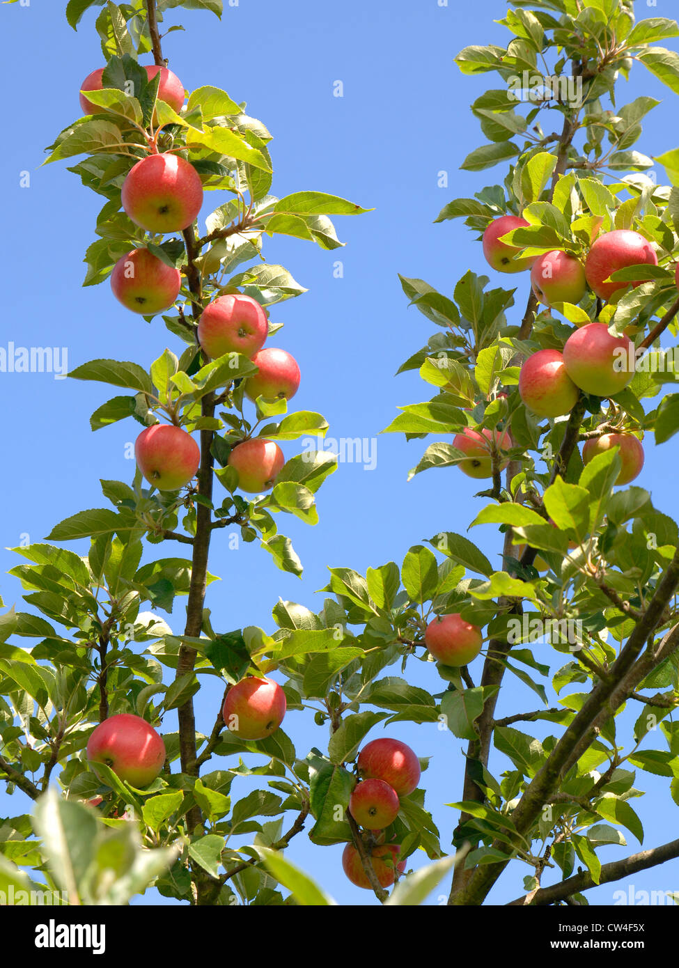Discovery apples picking hi-res stock photography and images - Alamy