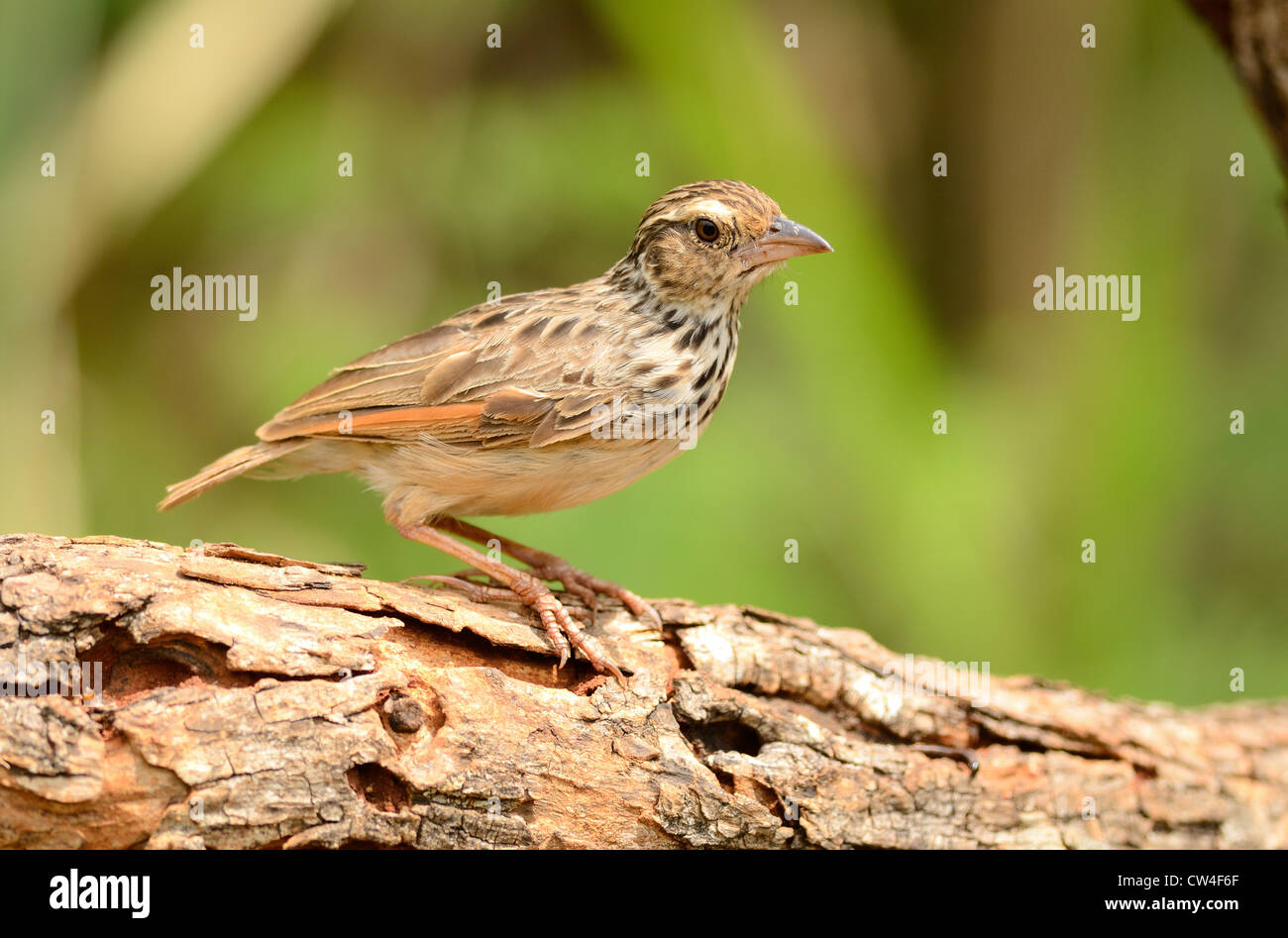 beautiful rufous-winged bushlark(Mirafra assamica) possing on log Stock ...