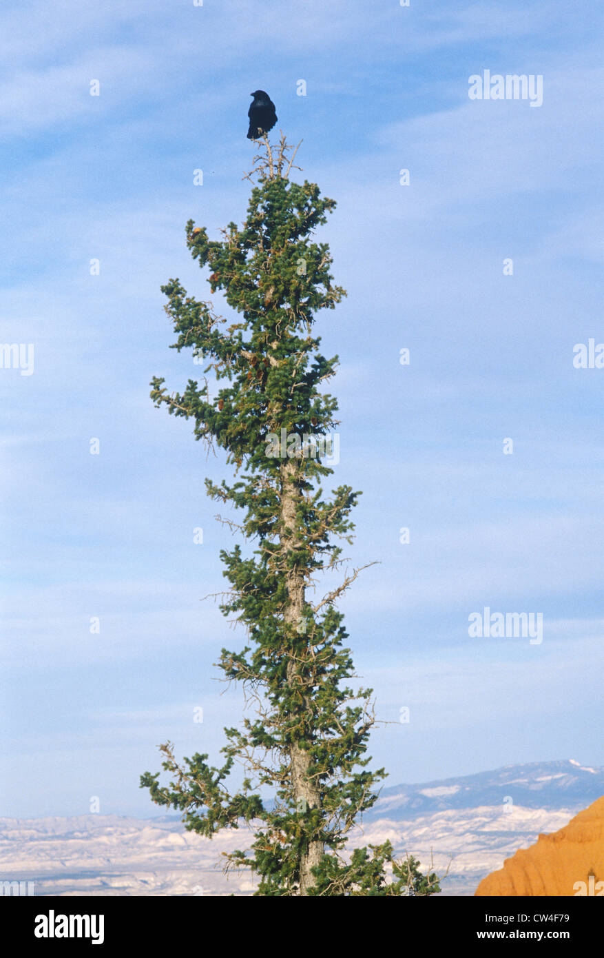 Crow sitting in tree hi-res stock photography and images - Alamy