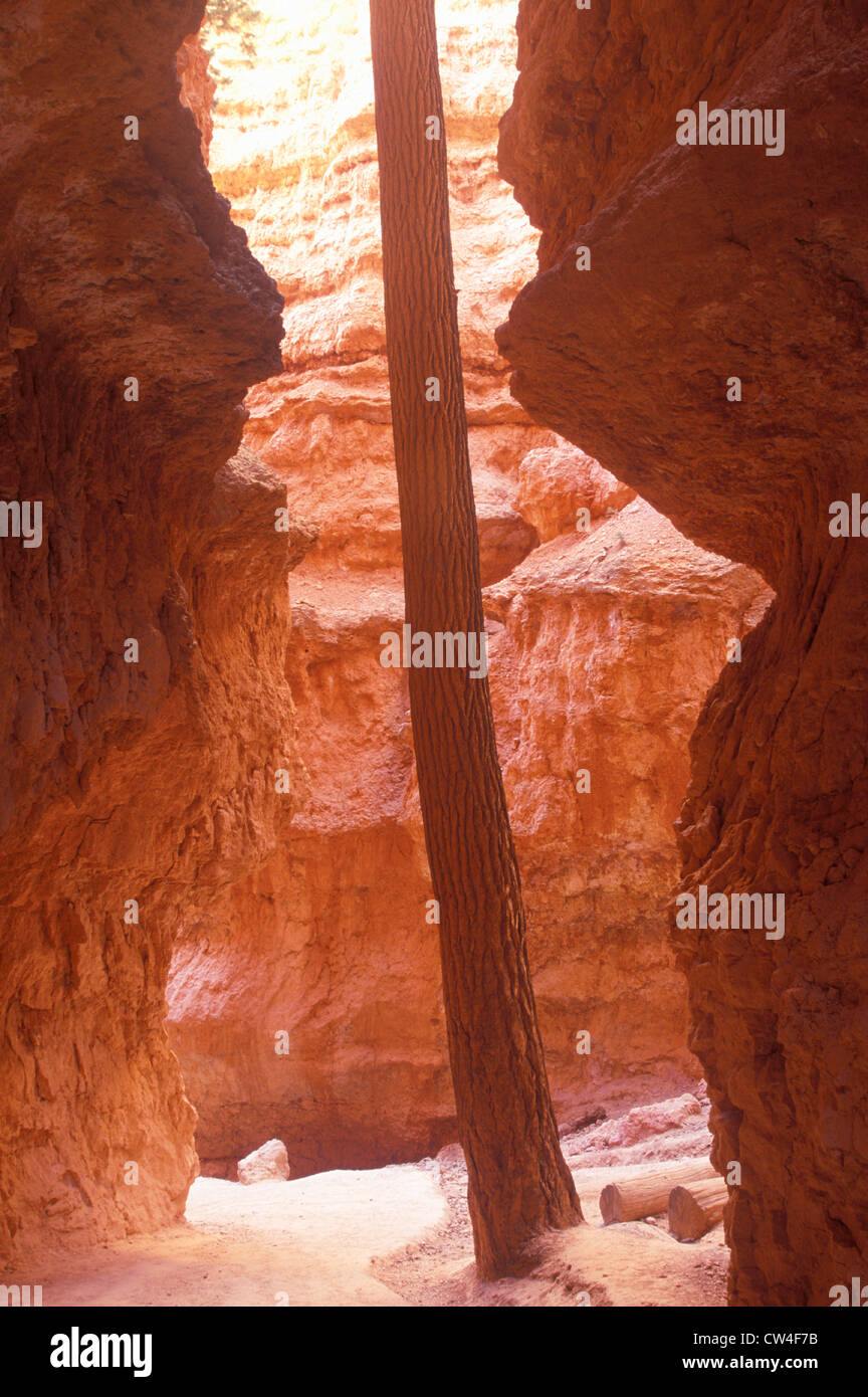 Tree Growing in Canyon, Bryce Canyon National Park, Utah Stock Photo ...