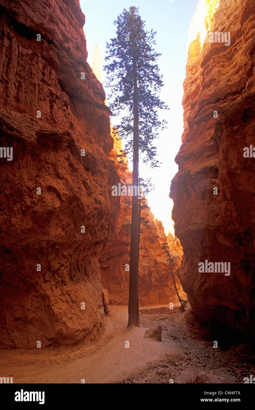Tree Growing in Canyon, Bryce Canyon National Park, Utah Stock Photo ...
