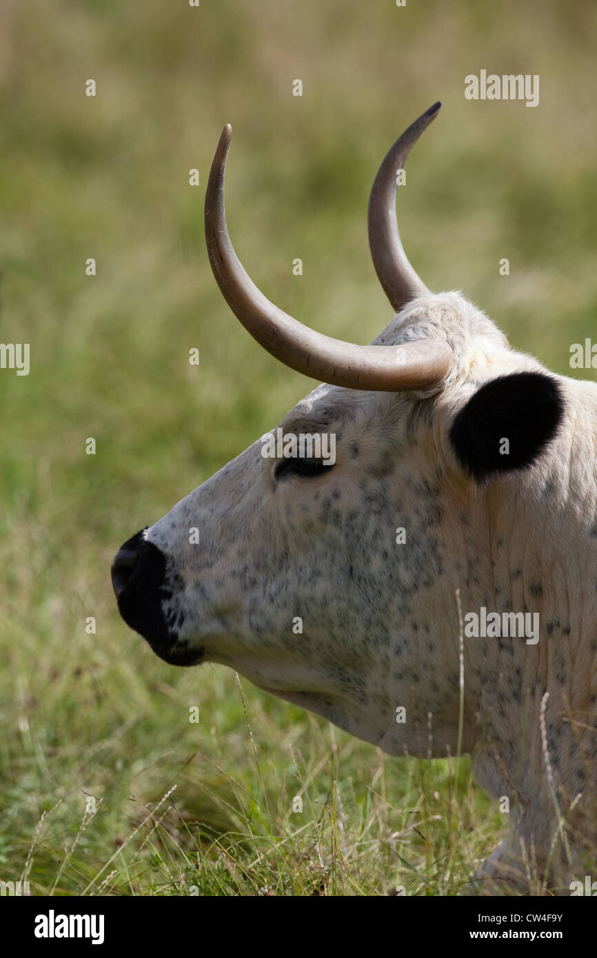 White Park Cattle (Bos taurus). Cow Stock Photo - Alamy