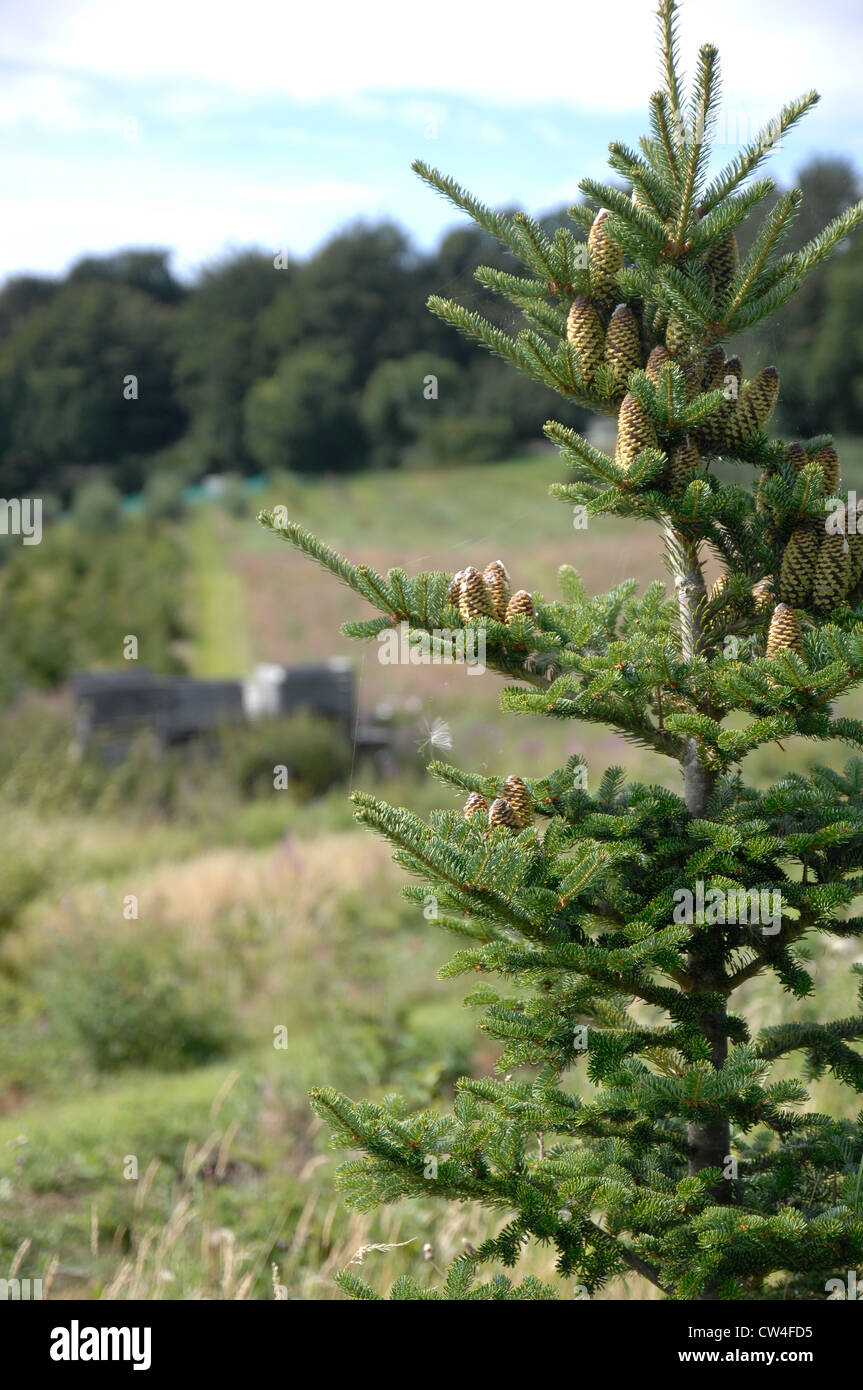 Cones on a conifer tree Stock Photo - Alamy
