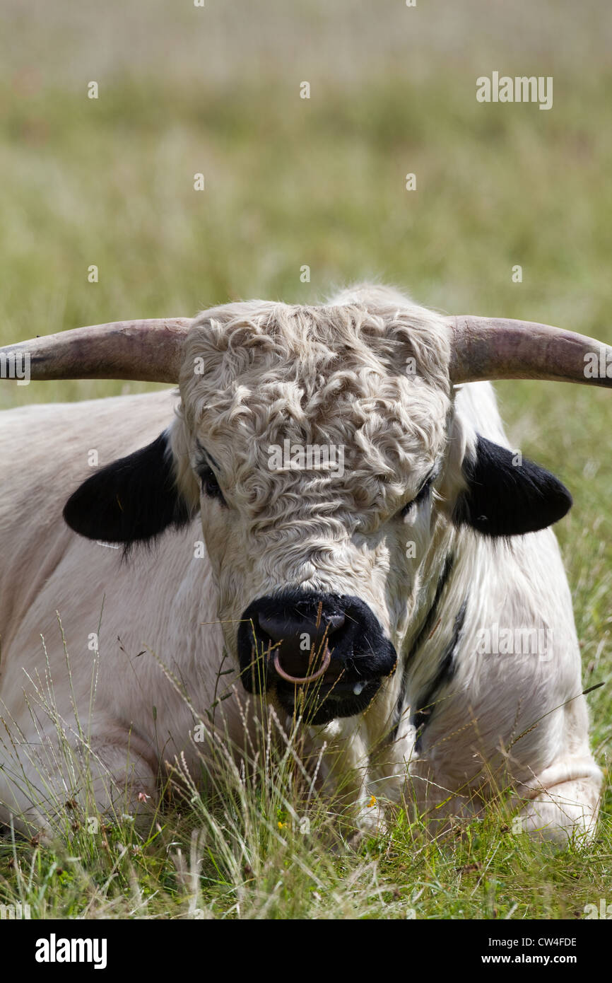 Native Bull Breeds High Resolution Stock Photography and Images - Alamy