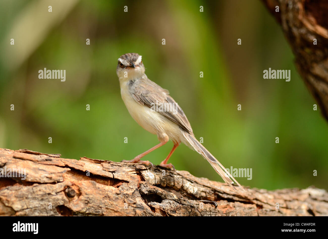 beautiful plain prina (Prina inornata) possing on log in forest of ...