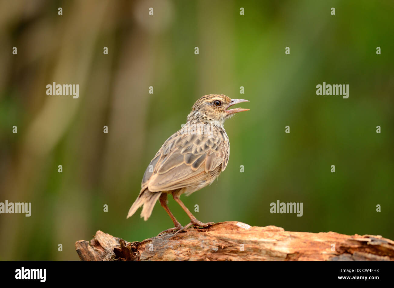 Bushlark High Resolution Stock Photography and Images - Alamy