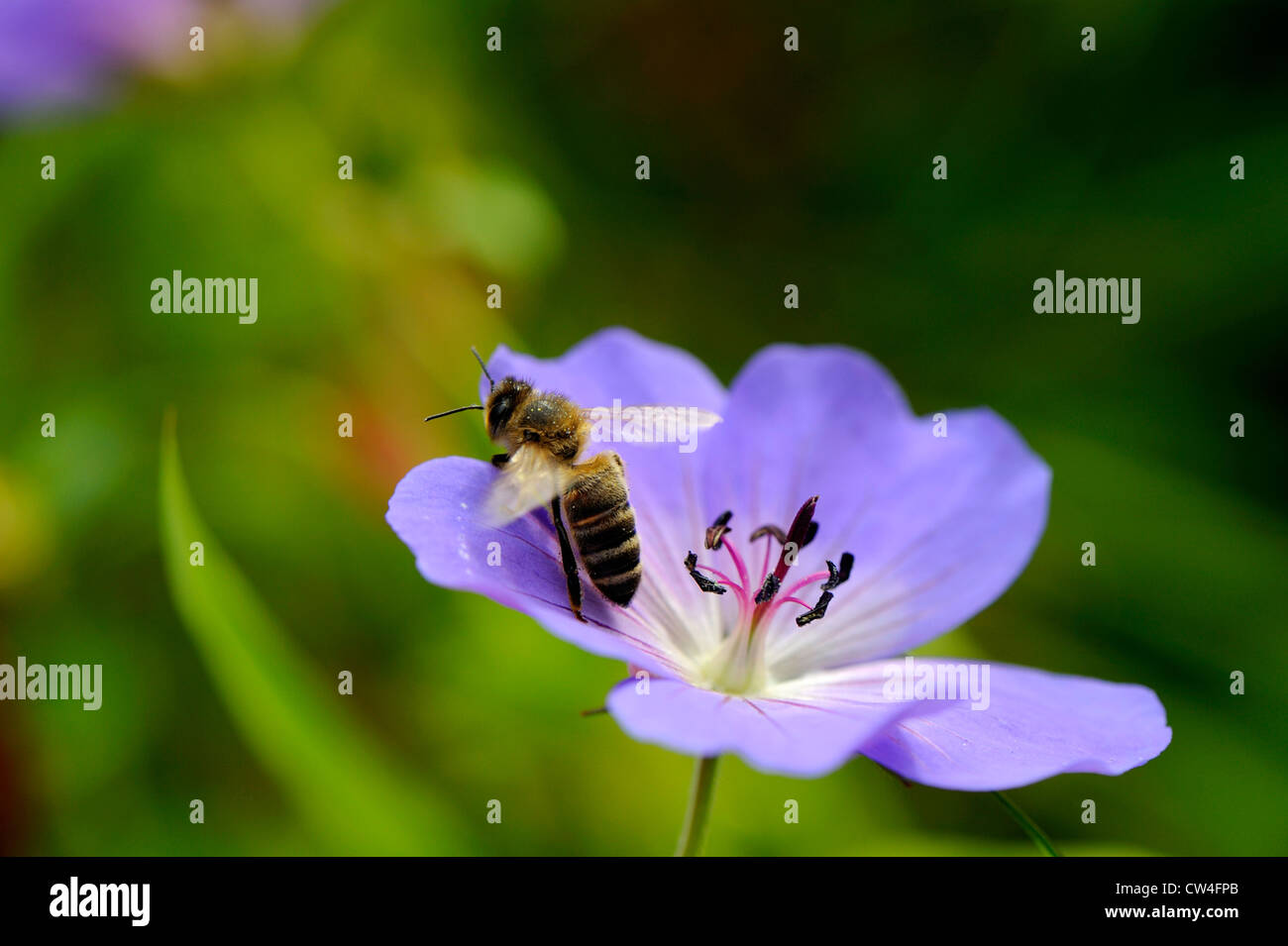 Close-up of a worker honey bee collecting pollen Stock Photo - Alamy