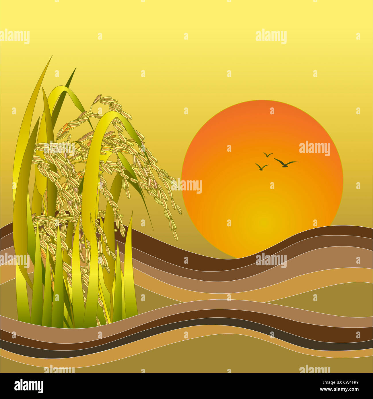 Thai rice with river and sunset Stock Photo - Alamy