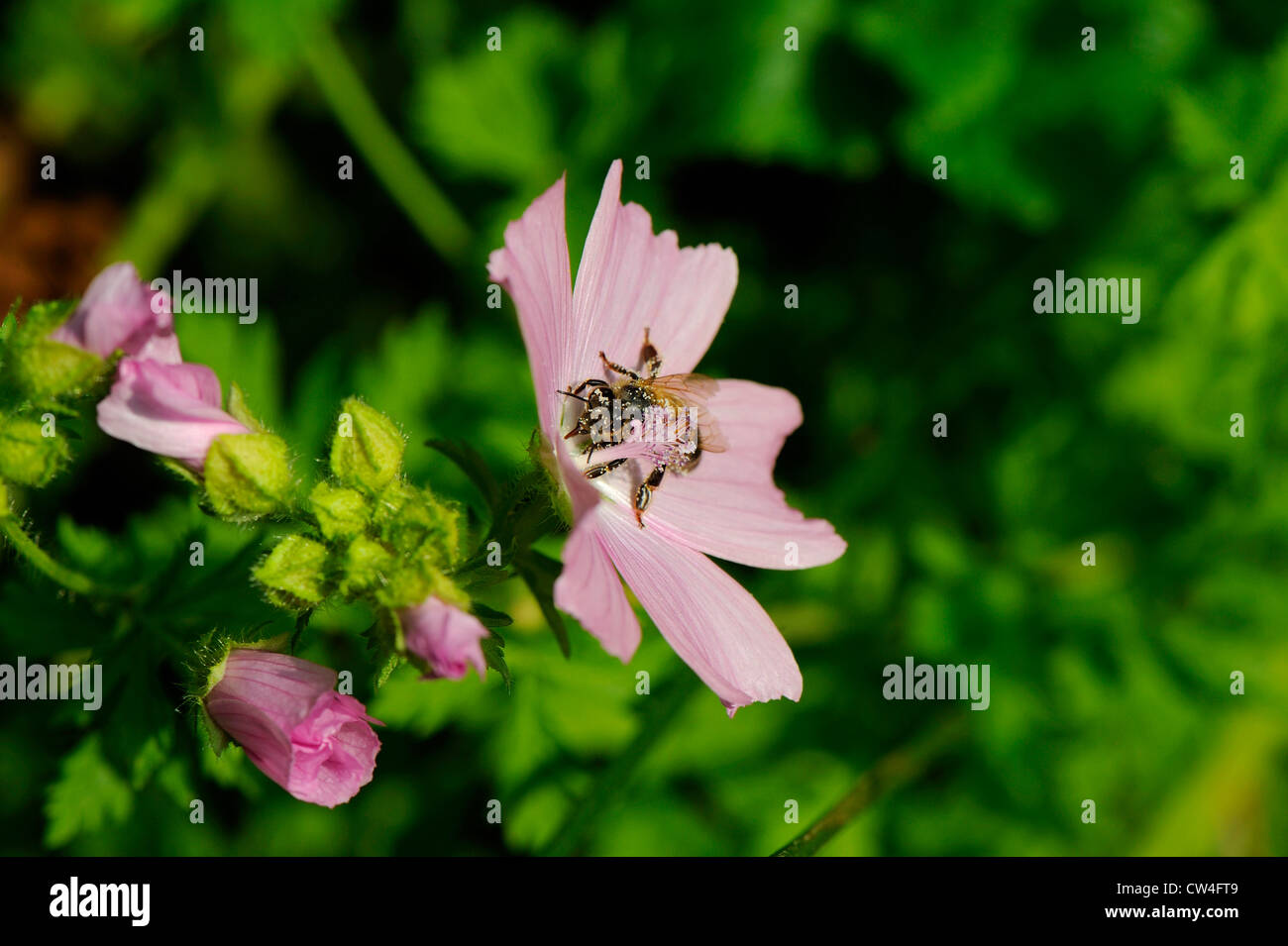Worker bee collecting pollen hi-res stock photography and images - Alamy