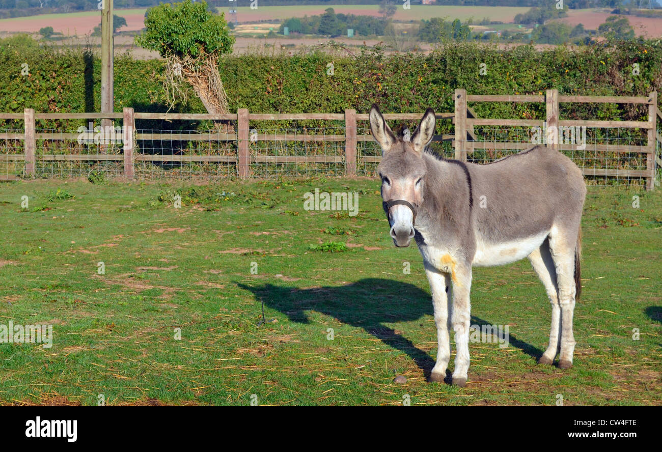 Donkey and shadow Stock Photo - Alamy