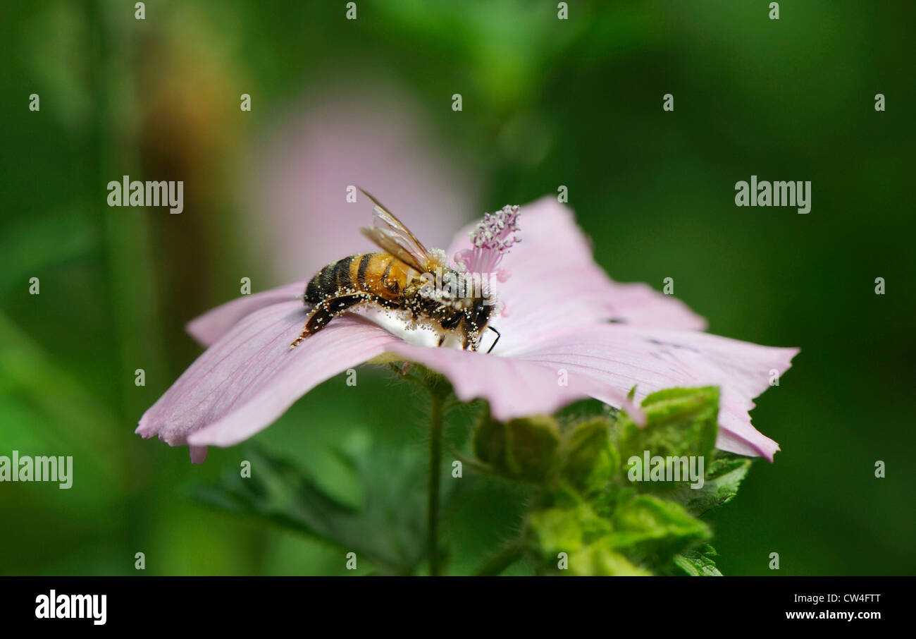 Worker honey bee hi-res stock photography and images - Alamy