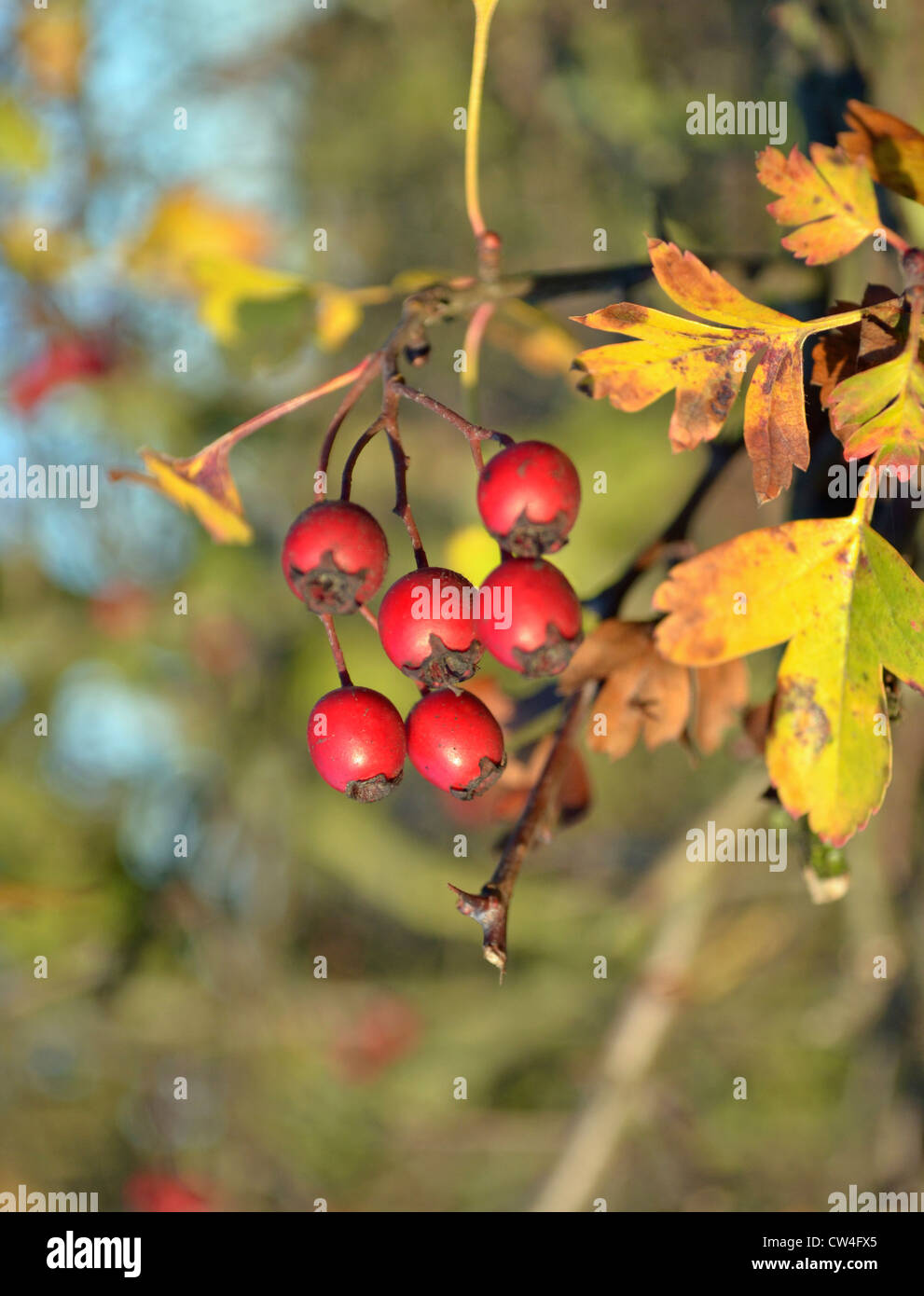 Autumn Hawthorn berries Stock Photo - Alamy