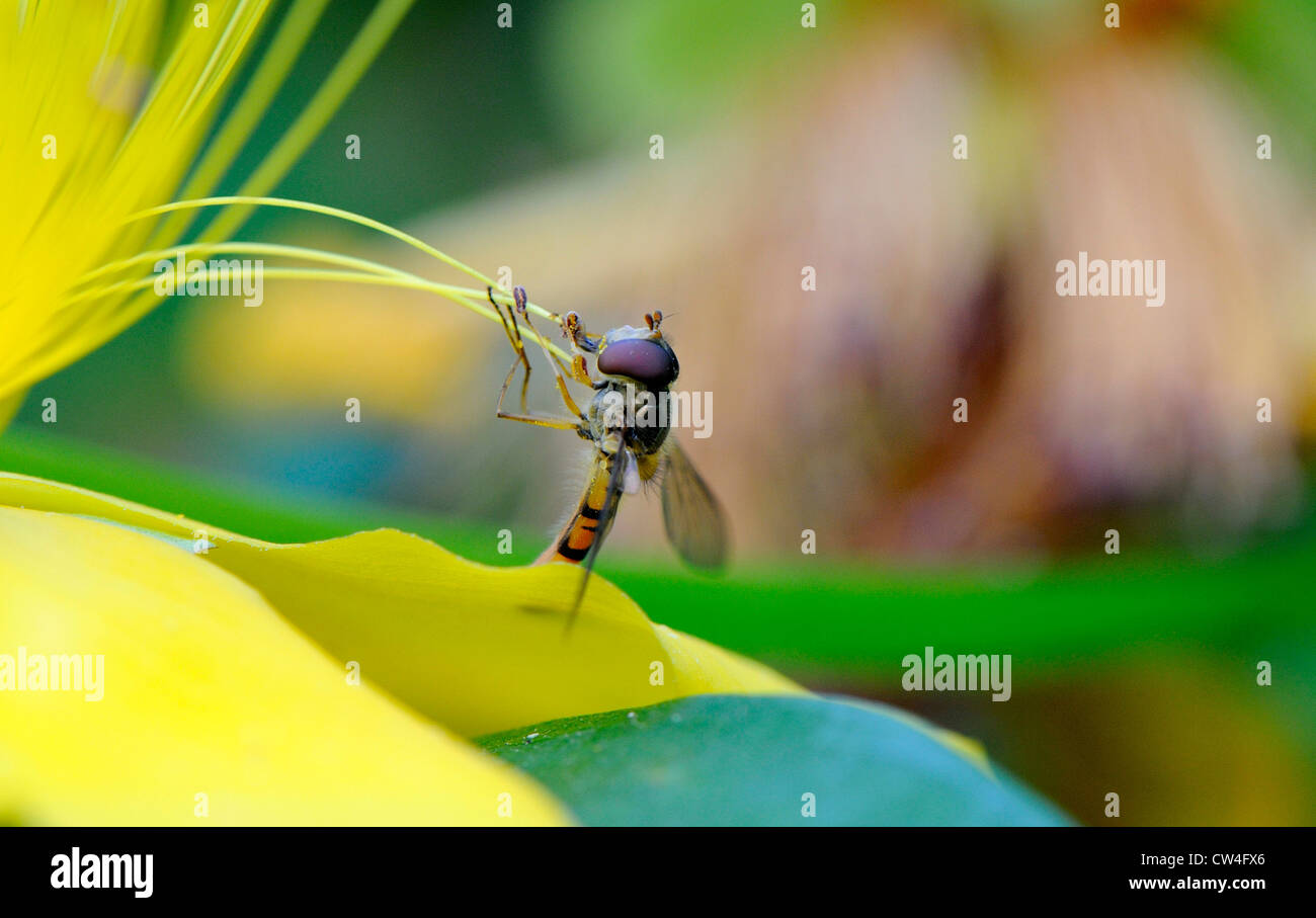 Close-up of a typical adult Hover-fly (Syrphus) feeding off nectar and ...