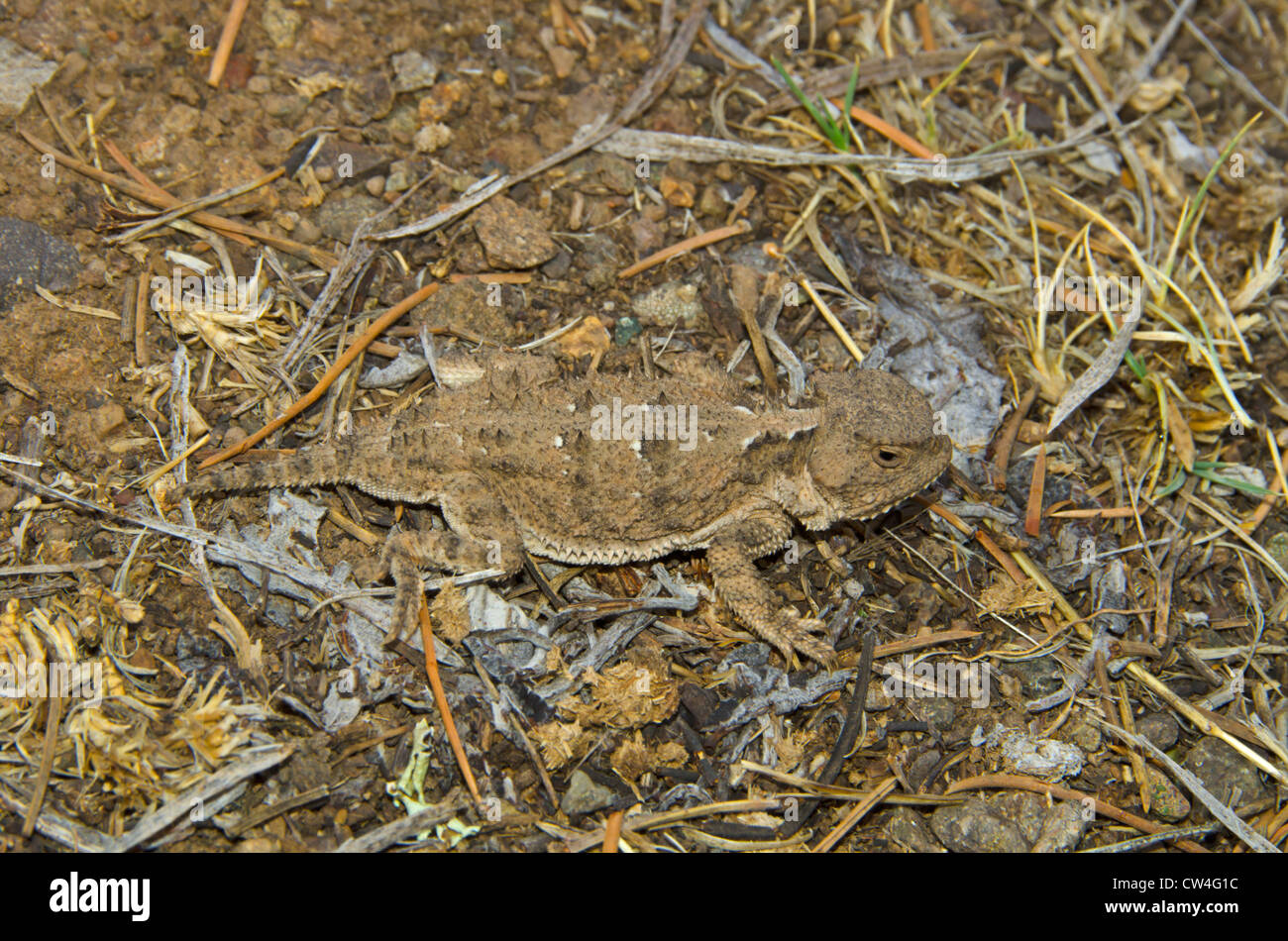 Juvenile Greater Short-horned Lizard (Phrynosoma hernandesi), Ridgway ...