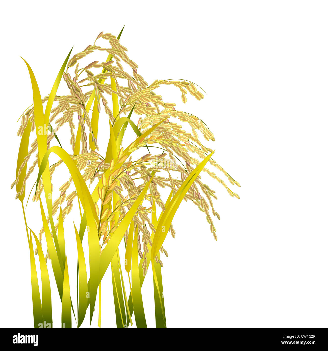 Rice grain paddy and leaf isolated on white Stock Photo - Alamy