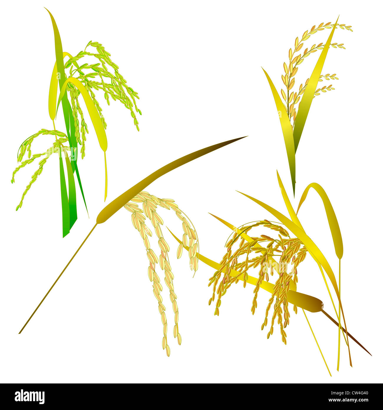 Green leaf on rice field Cut Out Stock Images & Pictures - Alamy