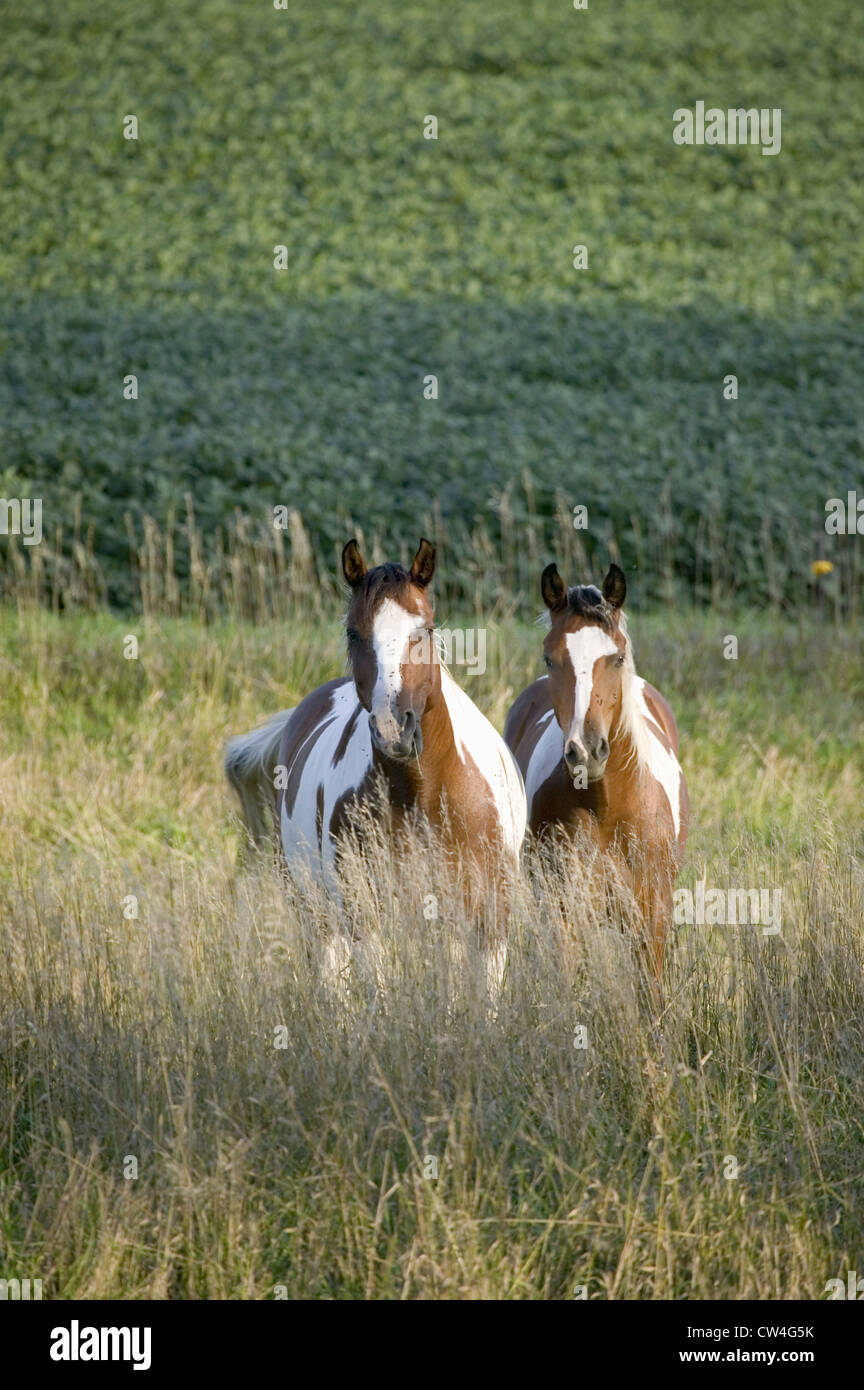 Two brown and white Pinto horses in countryside of Nebraska Stock Photo ...