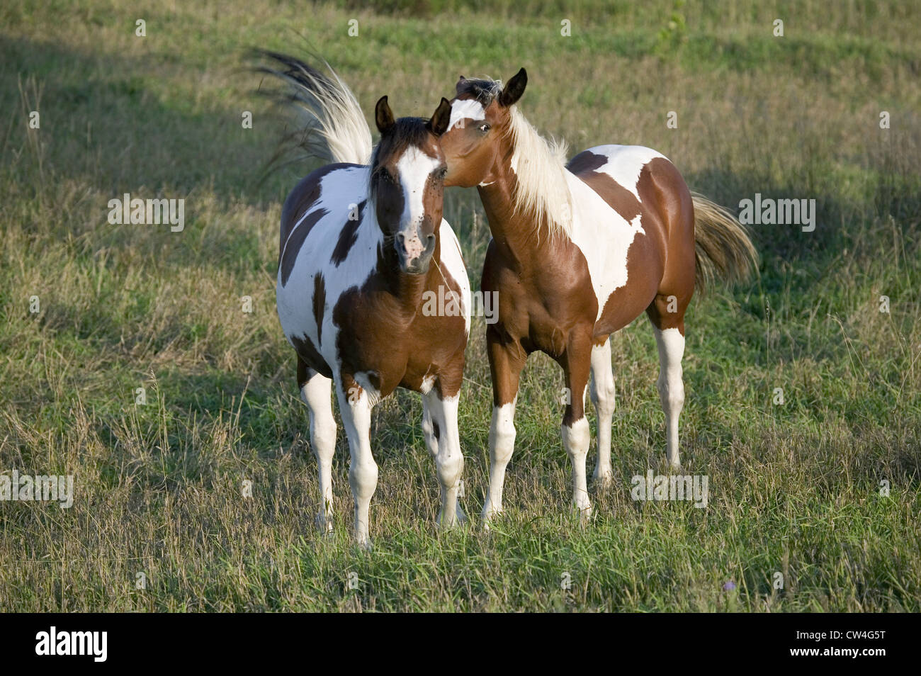 Two brown and white Pinto horses in countryside of Nebraska Stock Photo ...