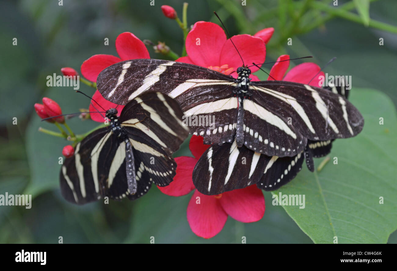3 Zebra Longwing Butterflies on Pink Flowers Stock Photo - Alamy