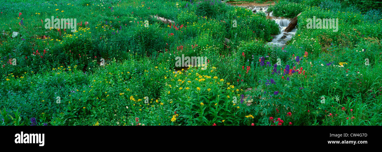 Stream and Alpine Flowers, Ouray, Colorado Stock Photo - Alamy