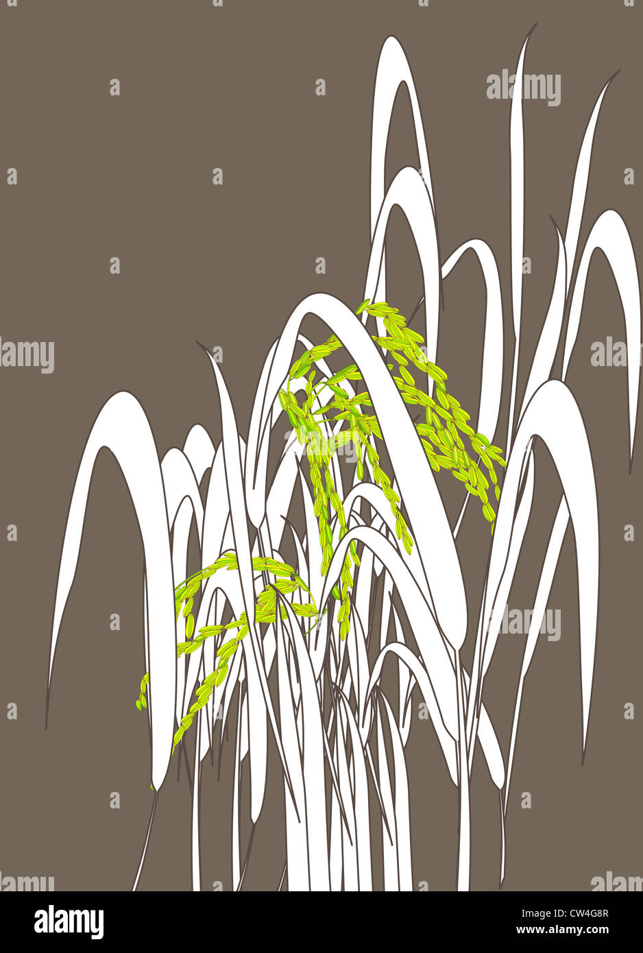 Graphic work of rice grain paddy Stock Photo - Alamy