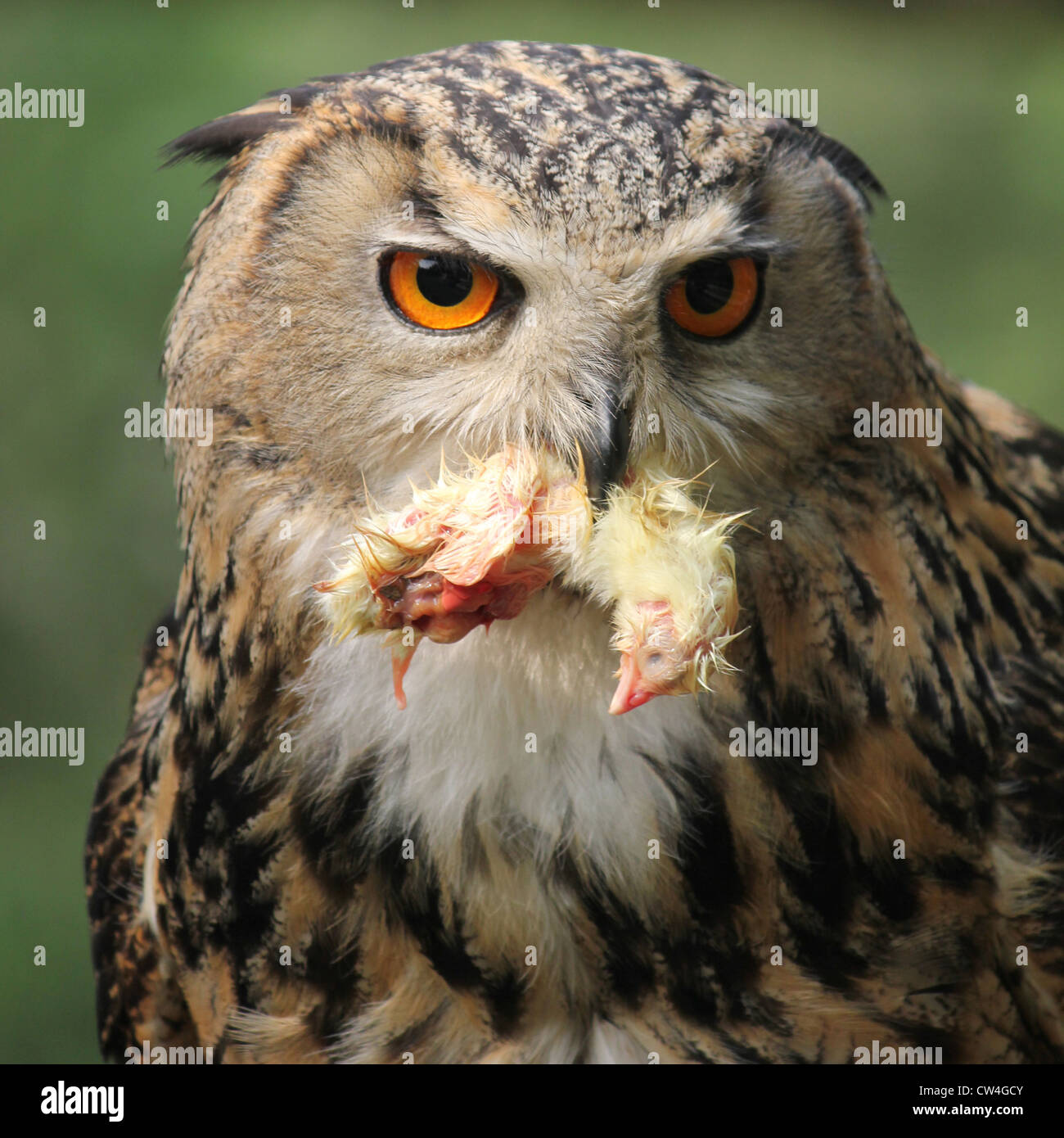 Scary owl hi-res stock photography and images - Alamy