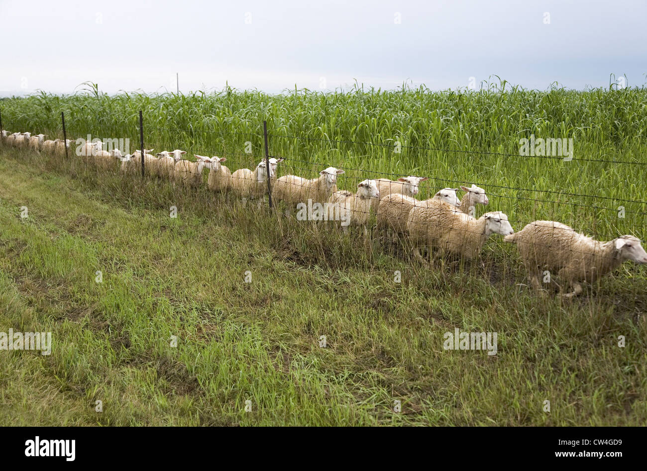 Group sheep lambs walking hi-res stock photography and images - Alamy